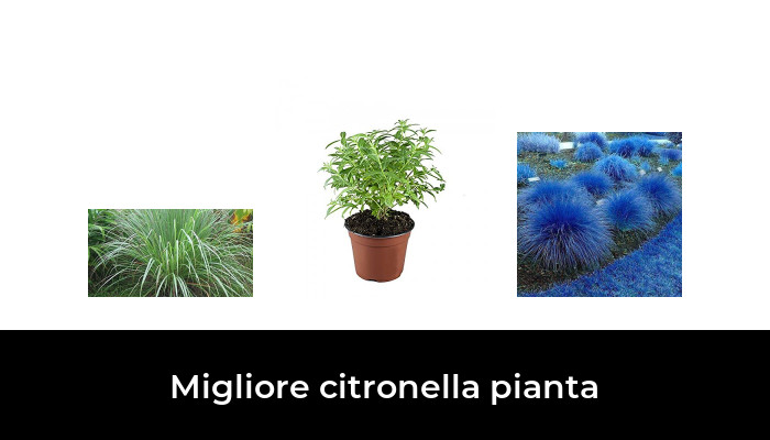 40 Migliore citronella pianta nel 2024: secondo gli esperti